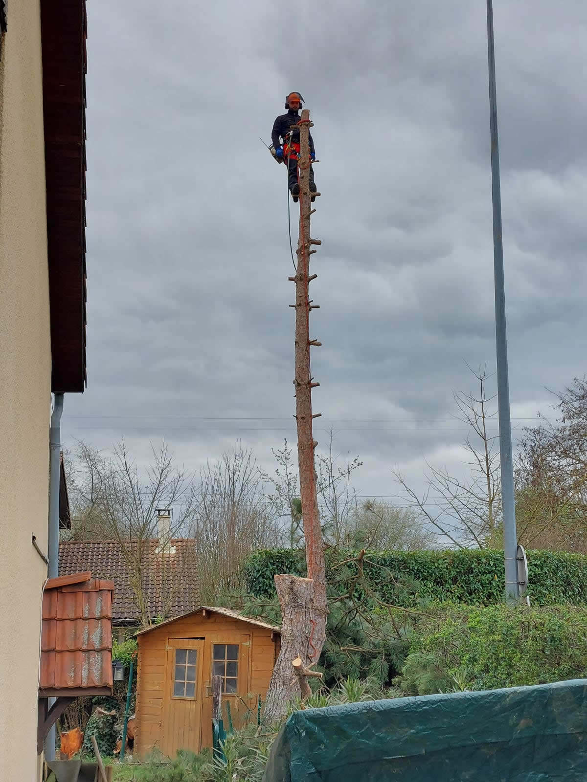 Abattage d'arbres Lyon - Tony Elagage 69